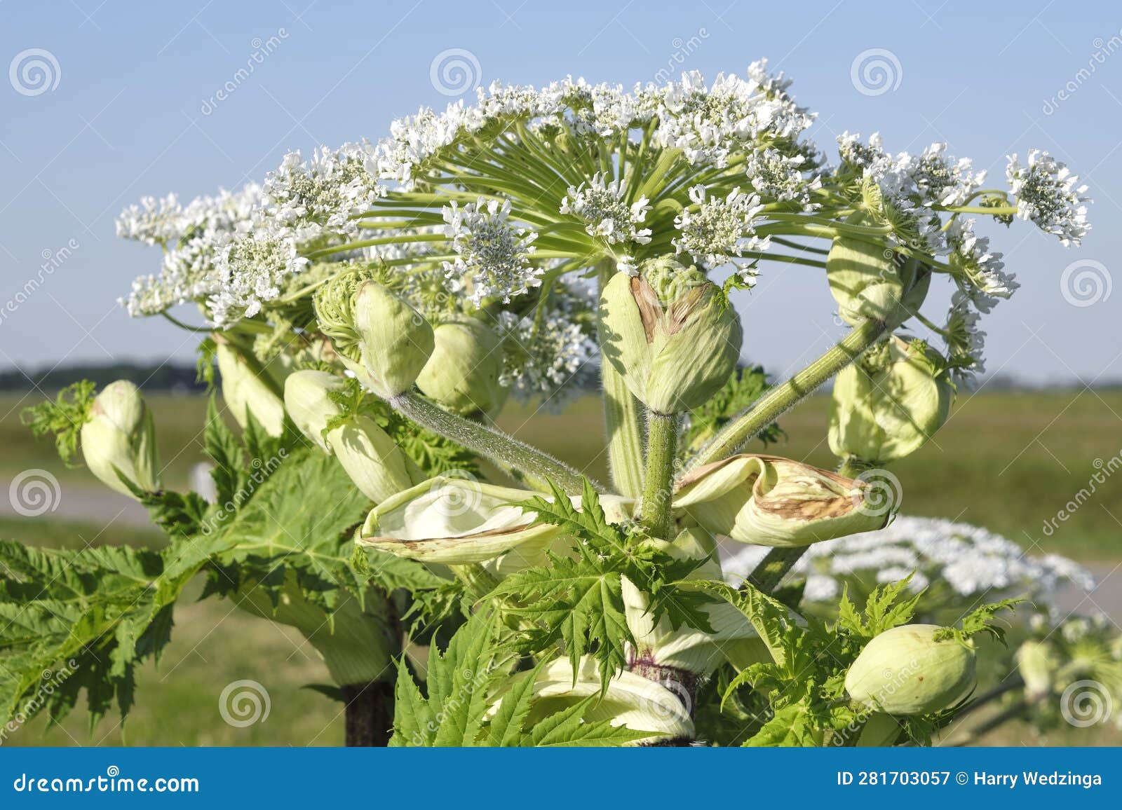 Close-up of the White Flower Head and Buds of the Hogweed Plant Stock ...