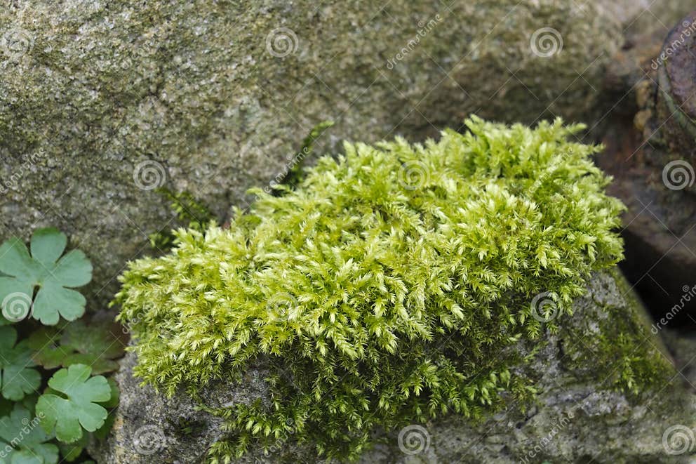 Vibrant Green Moss on a Stone Stock Photo - Image of cypress, moss ...
