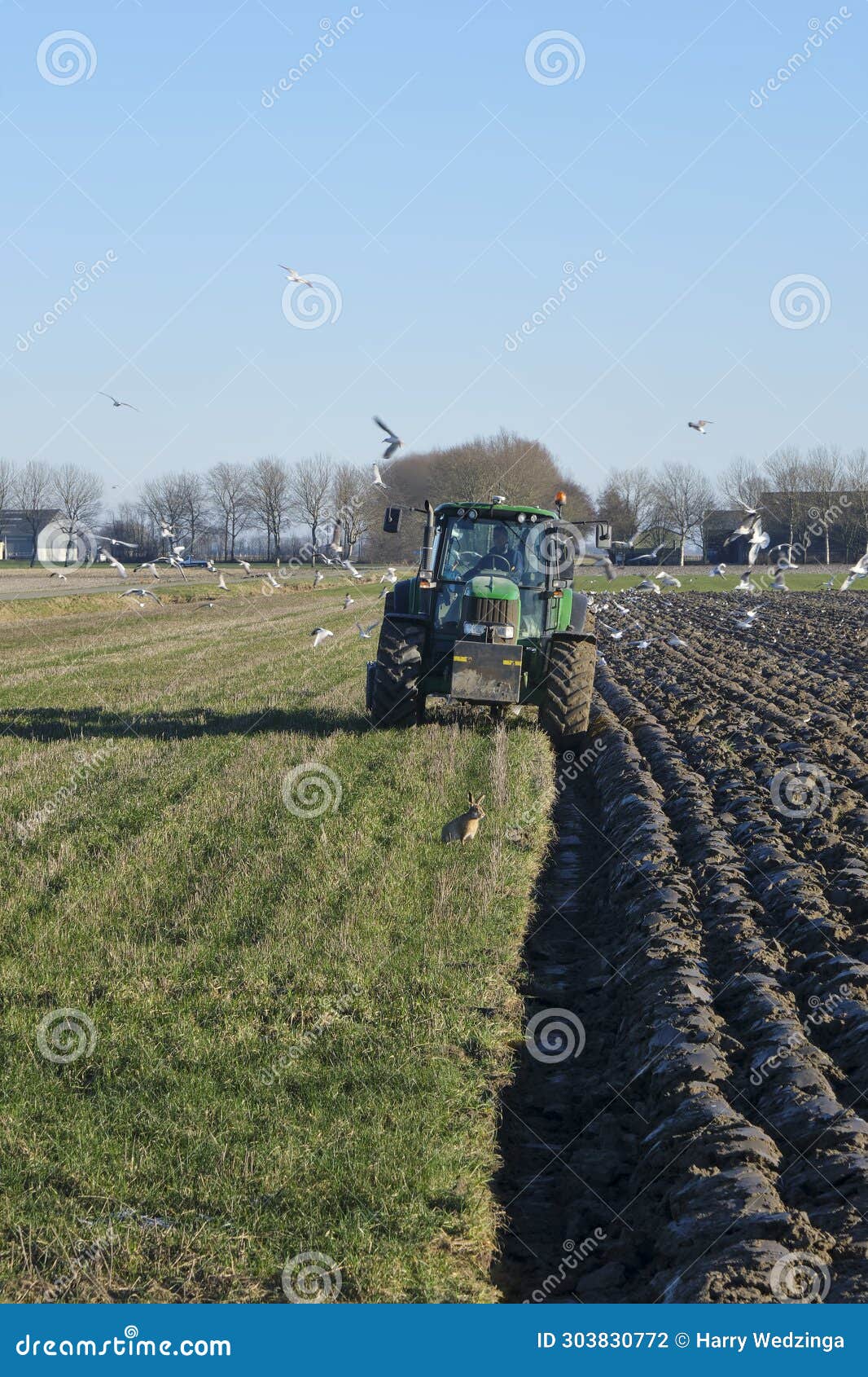 Green Tractor Plowing the Land in Winter Surrounded by Seagulls Stock ...