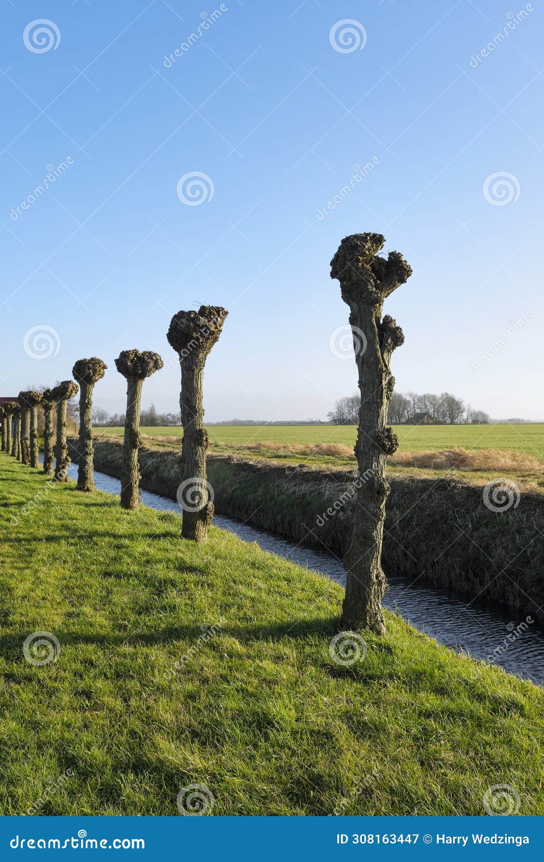 A Row of Pruned Pollard Willows in Early Spring Stock Image - Image of ...