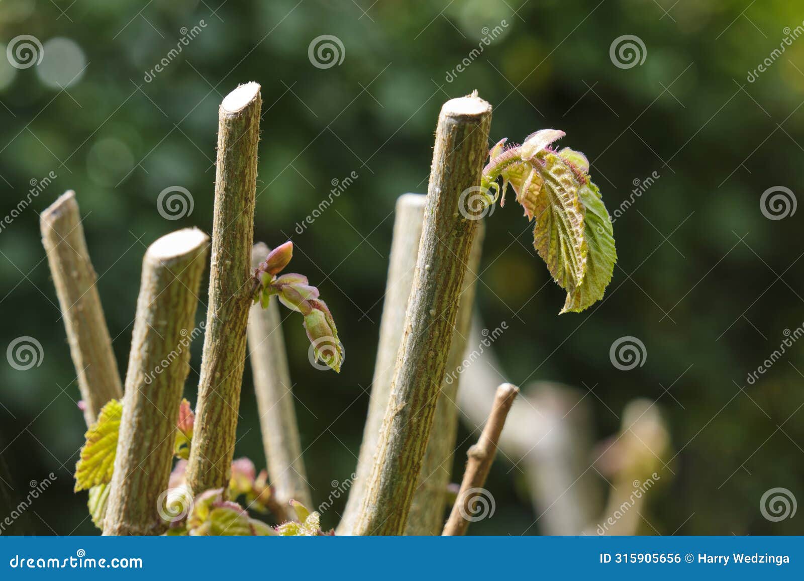 Pruned Branches of a Hazel Bush Growing Fresh New Leaves in Spring ...