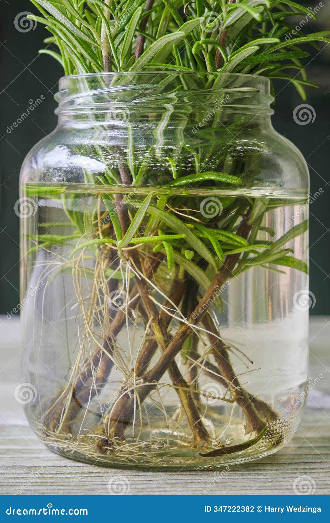 Closeup of Rooting Rosemary Cuttings in a Glass Jar with Water Stock ...