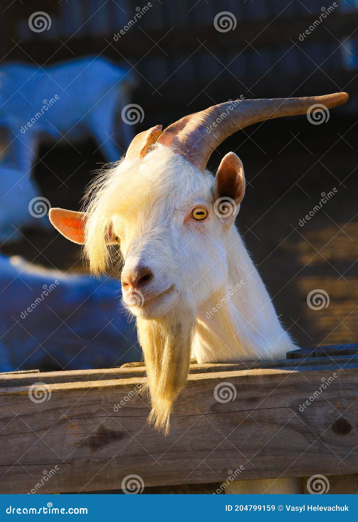 Dsome Goat Looks at the Camera Stock Image - Image of goats, farm ...