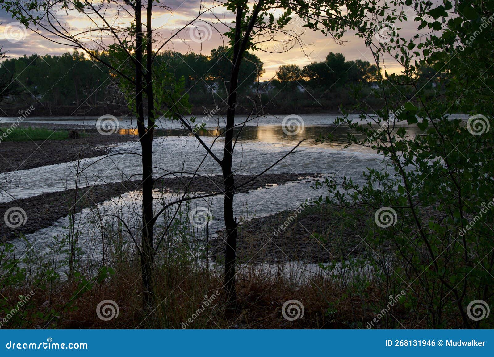 Colorado River through Branches Stock Photo - Image of branches ...