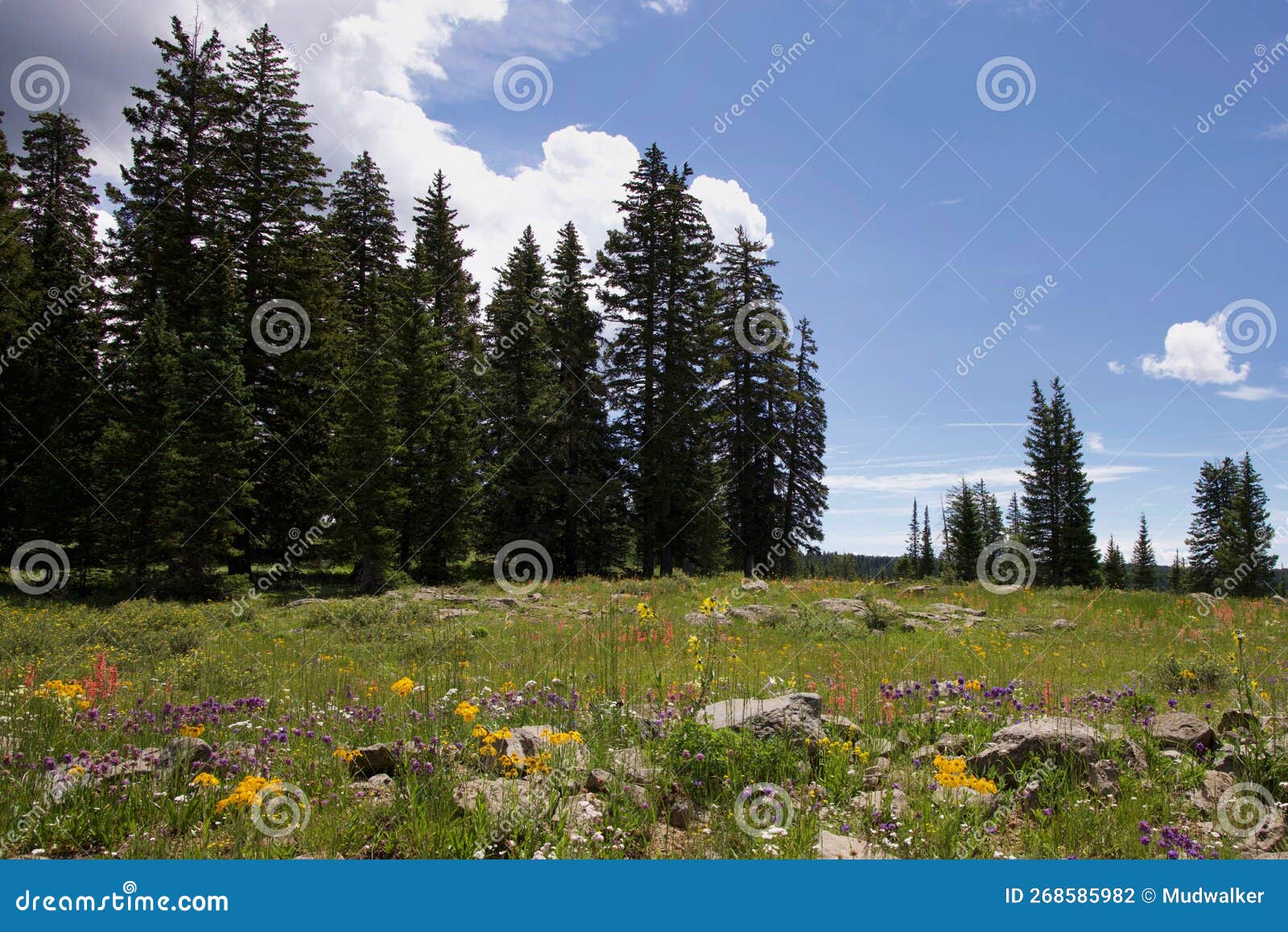 July Tall Trees in a Meadow of Wildflowers Stock Photo - Image of ...