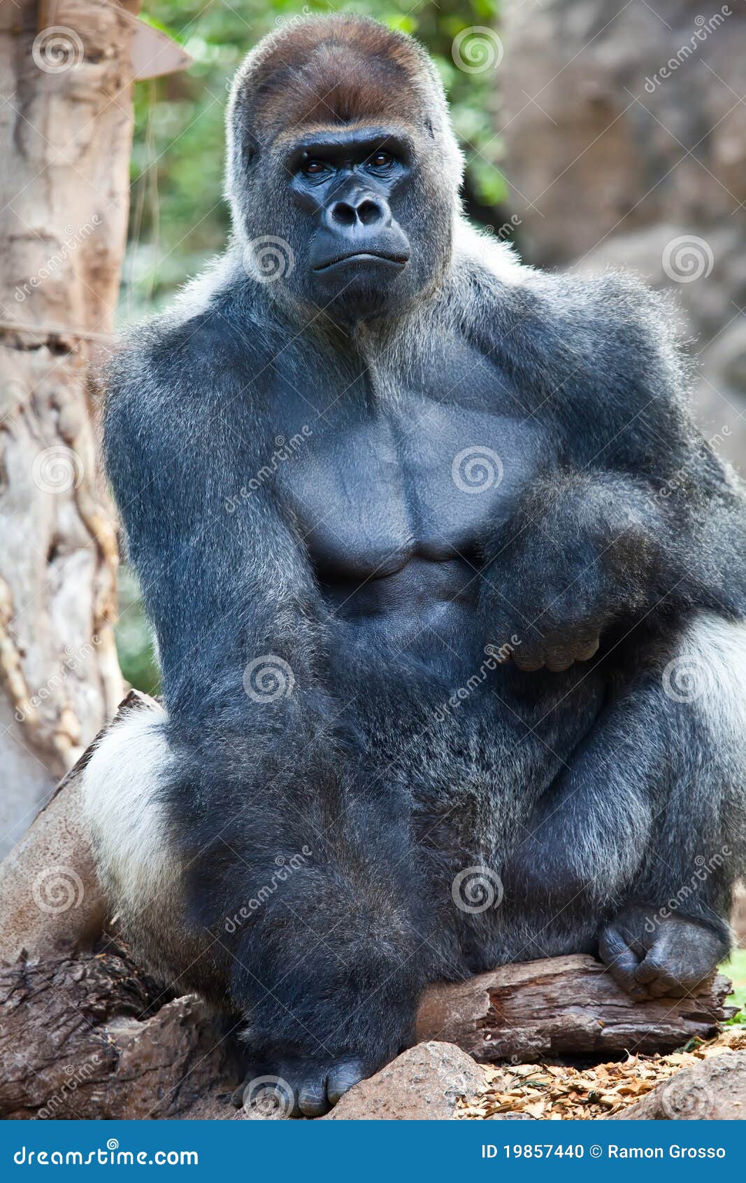 Duży Goryl Zdjęcie Stock - Obraz: 19857440