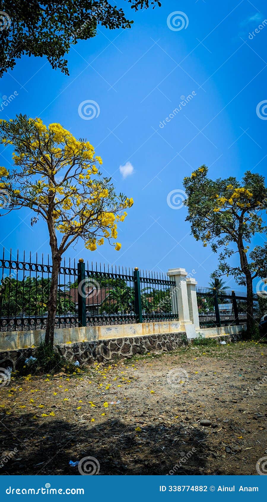 Dua Pohon Bunga Kemuning Di Tepi Pagar Stock Photo - Image of flower ...