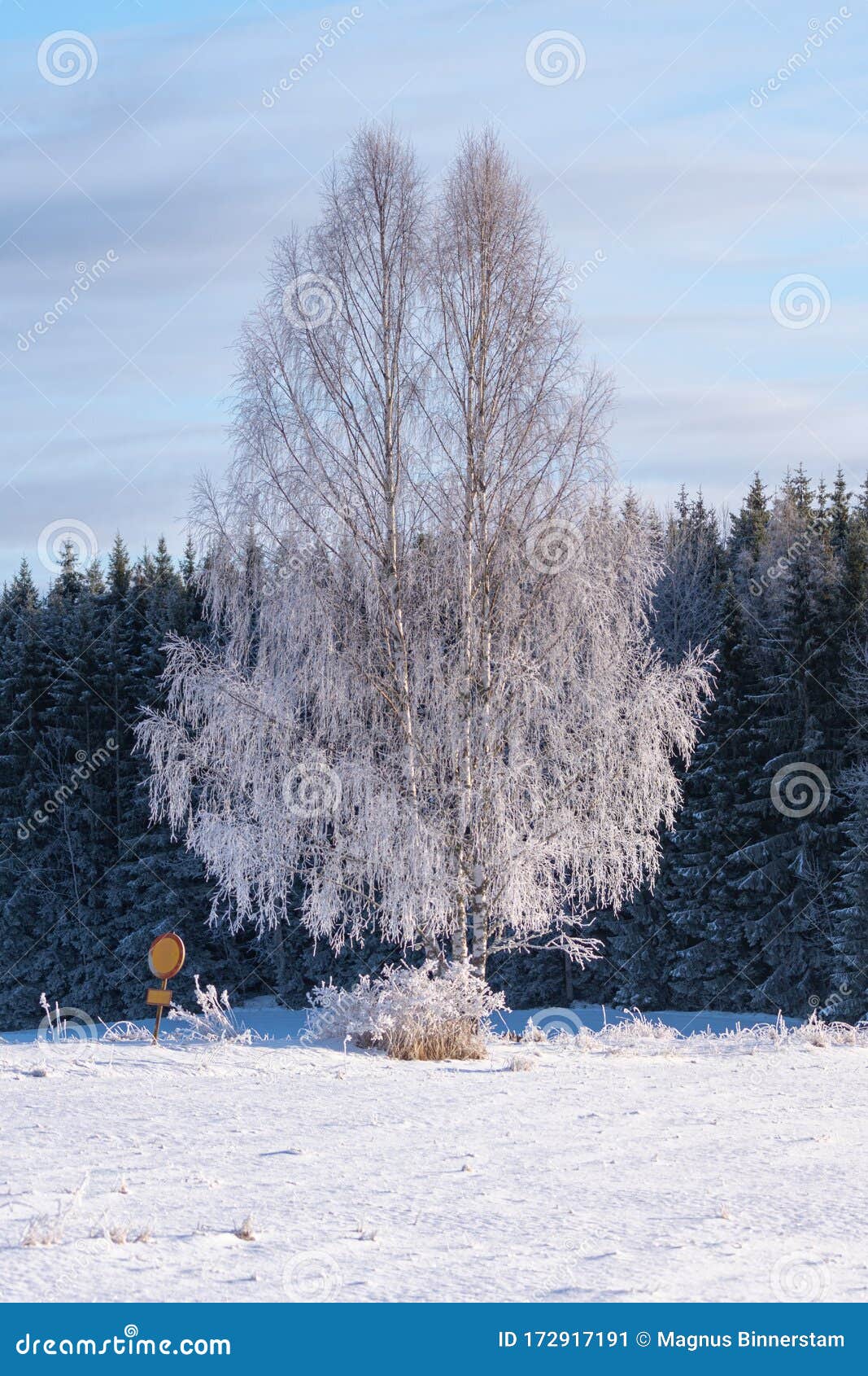 Dual Birch Tree in Sunlight Covered in Frost Stock Image - Image of ...