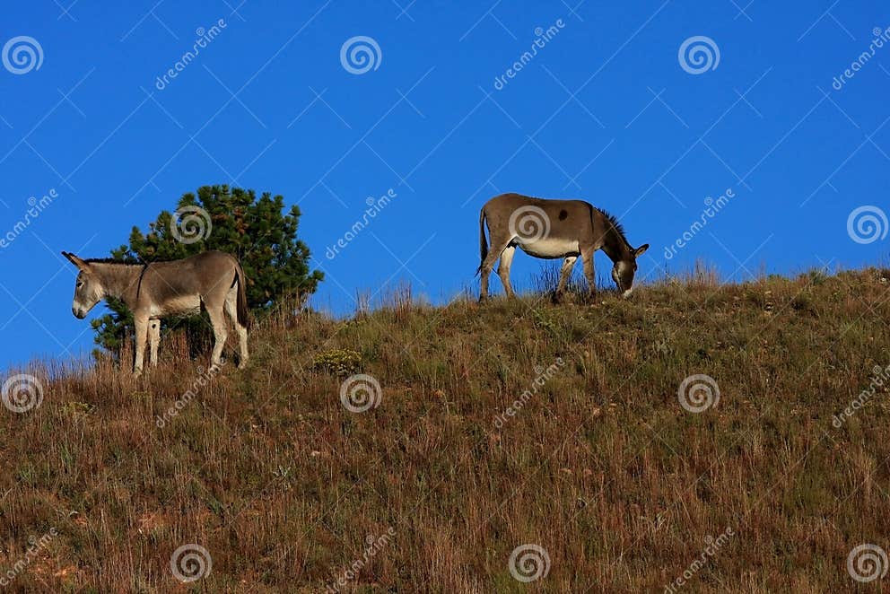 Dual Burro s Grazing stock photo. Image of mammals, fall - 26864468