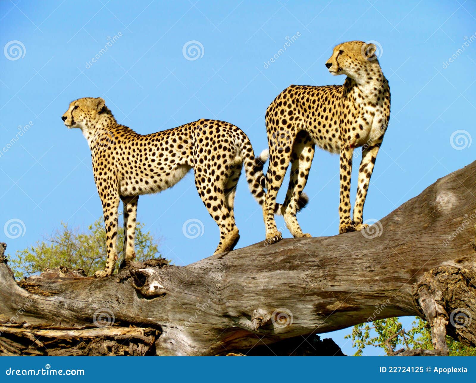 Dual Cheetah stock image. Image of cheetahs, botswana - 22724125