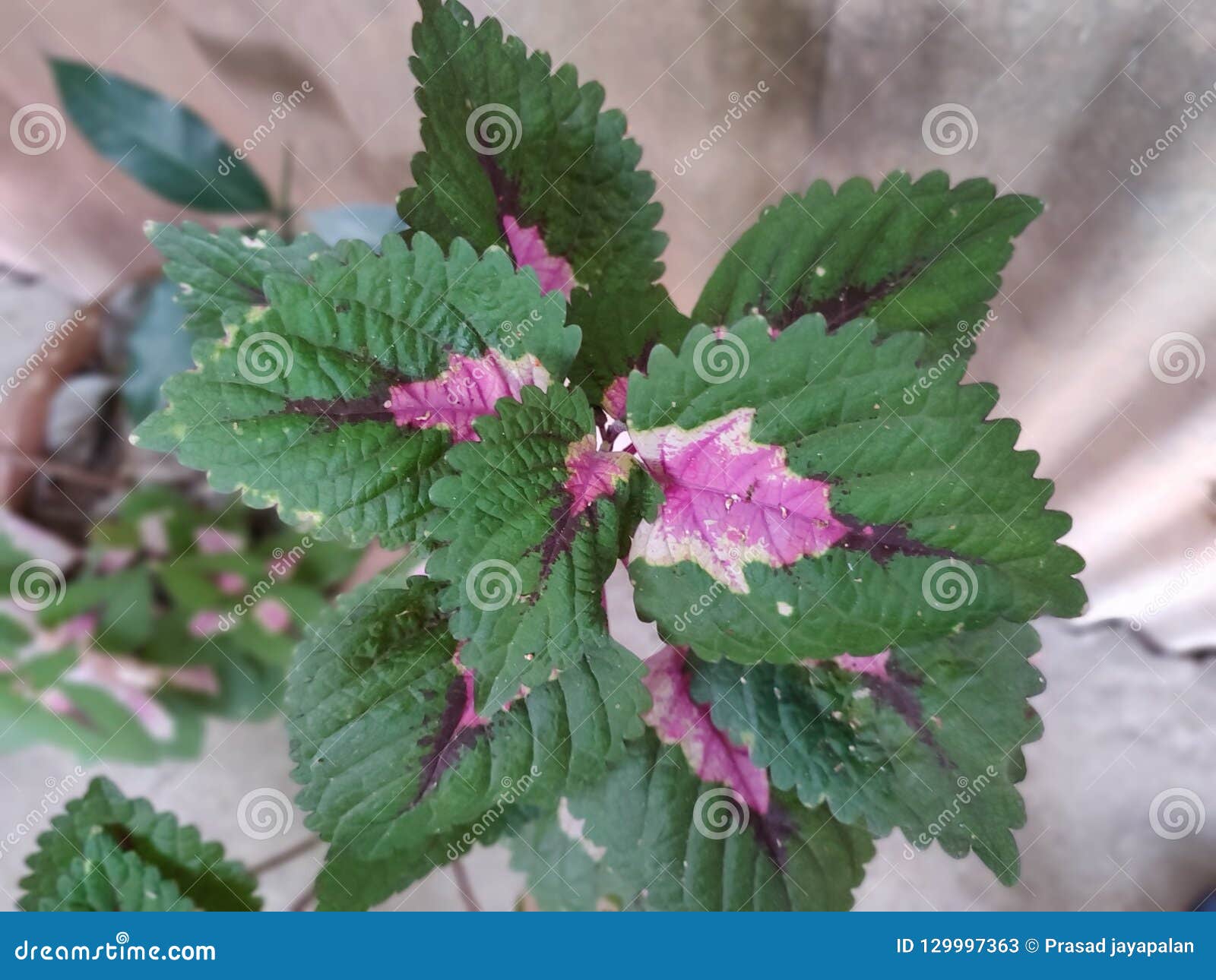 Dual color leaf stock image. Image of plant, leaf, color - 129997363