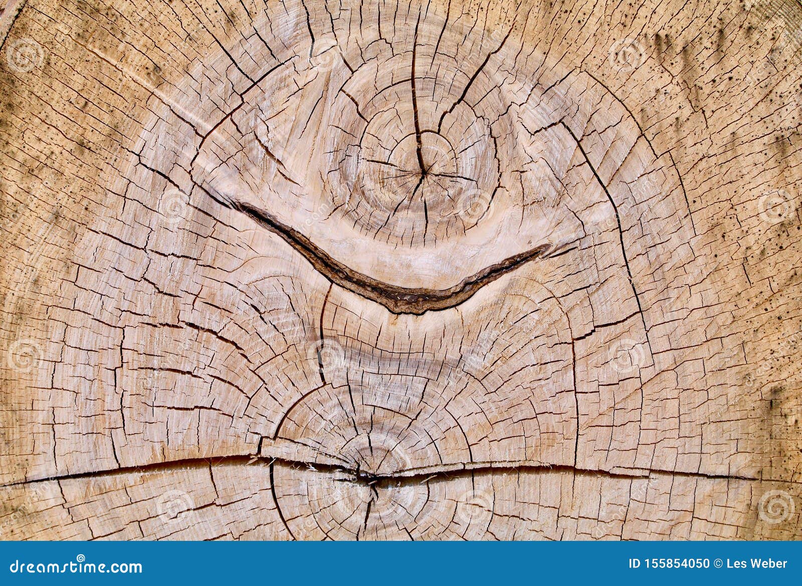 Oak Cross Section stock photo. Image of detail, material - 155854050