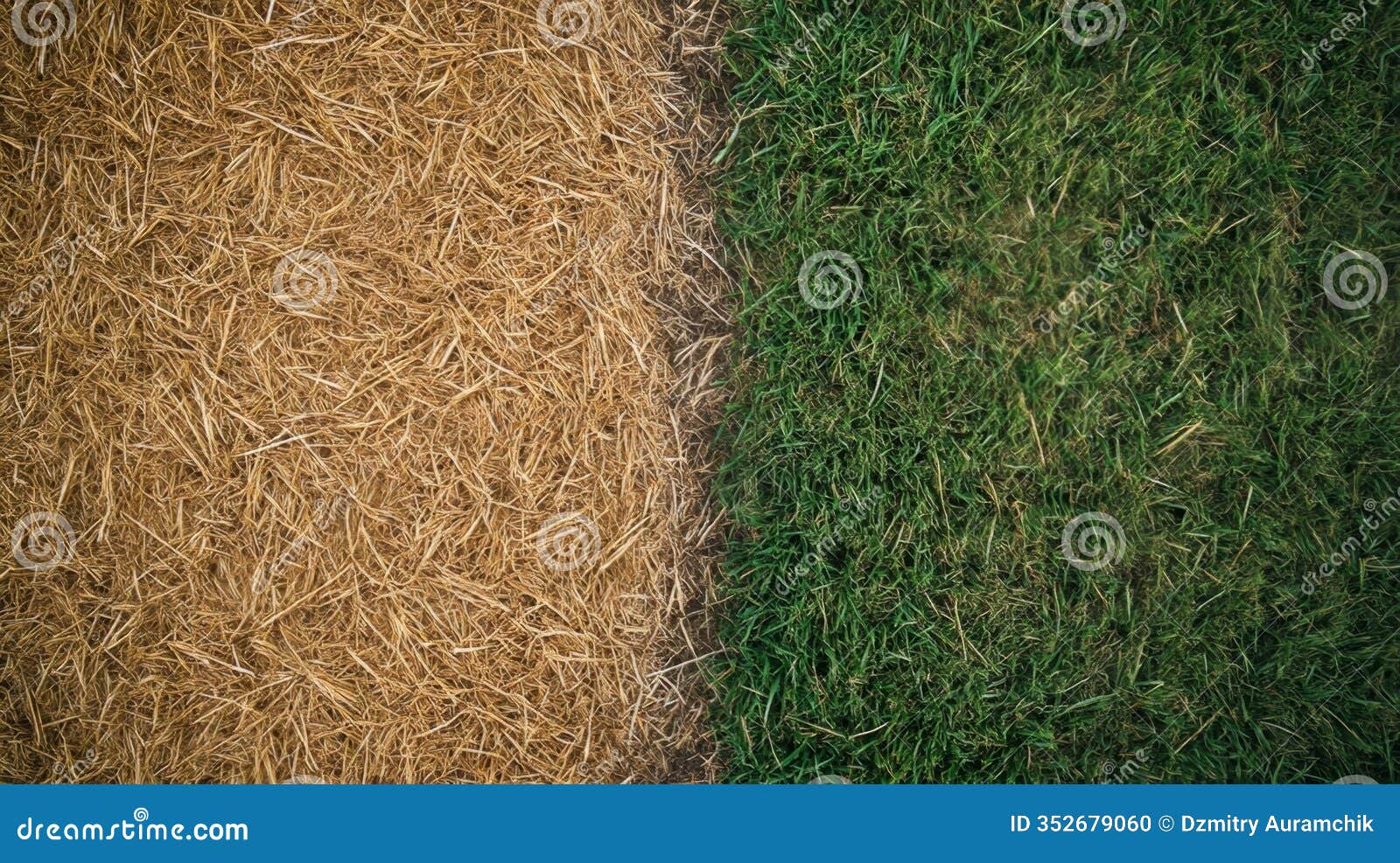 A Dual Image of Dry and Green Grass, Both Areas Illuminated by the Sun ...