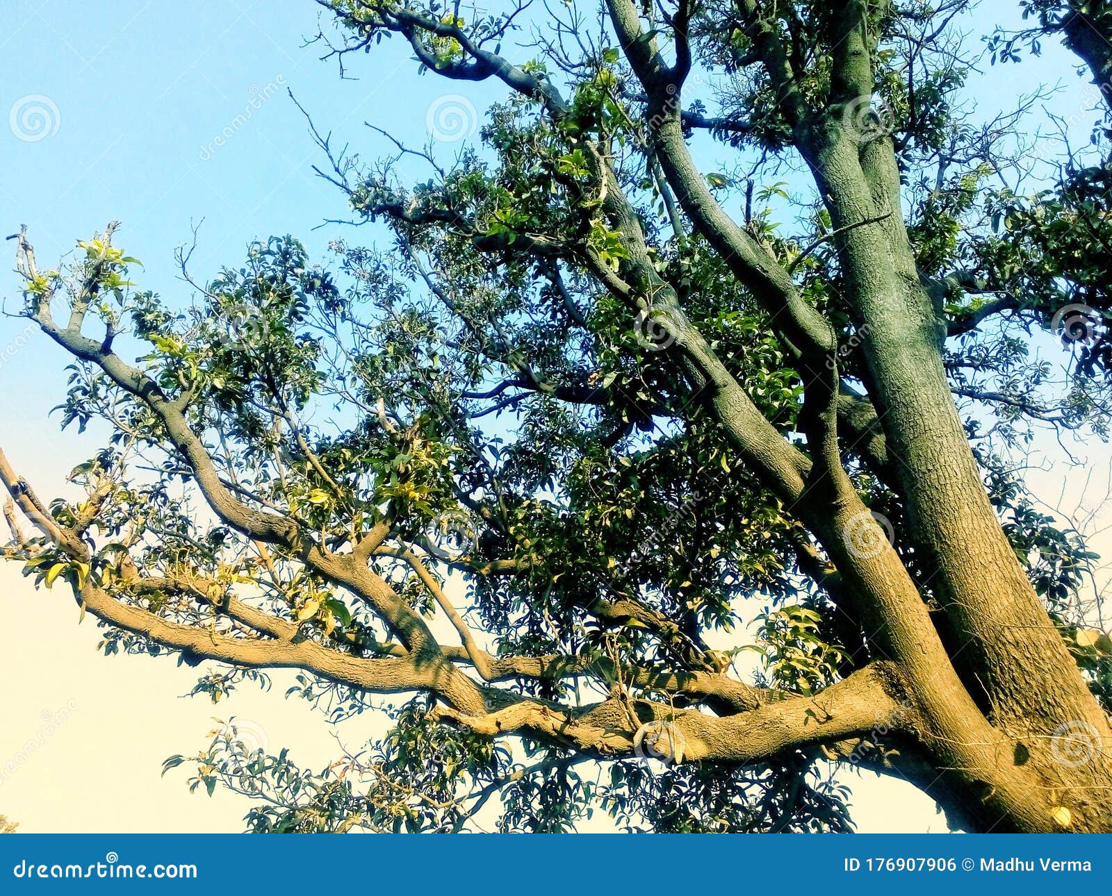 Dual Tone Tree Bark with Light Leaves in a Fall Season Stock Photo ...