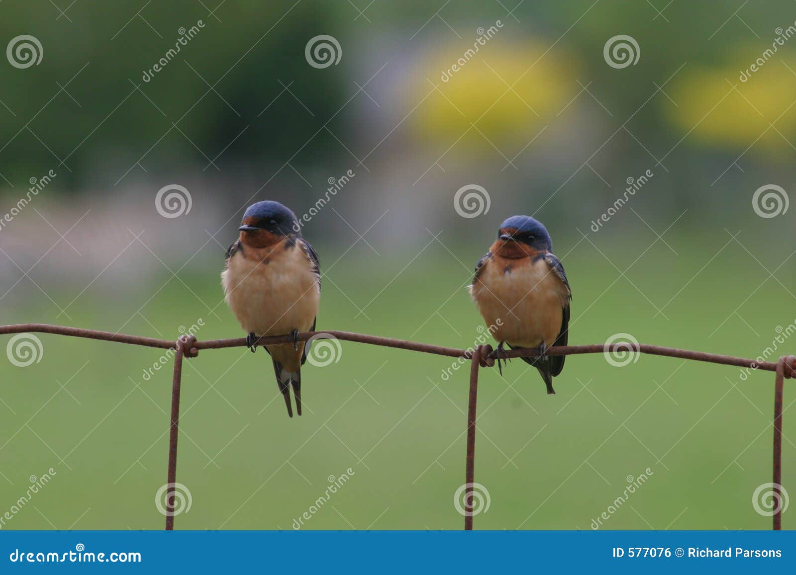 Duas andorinhas foto de stock. Imagem de nave, vôo, detalhe - 577076