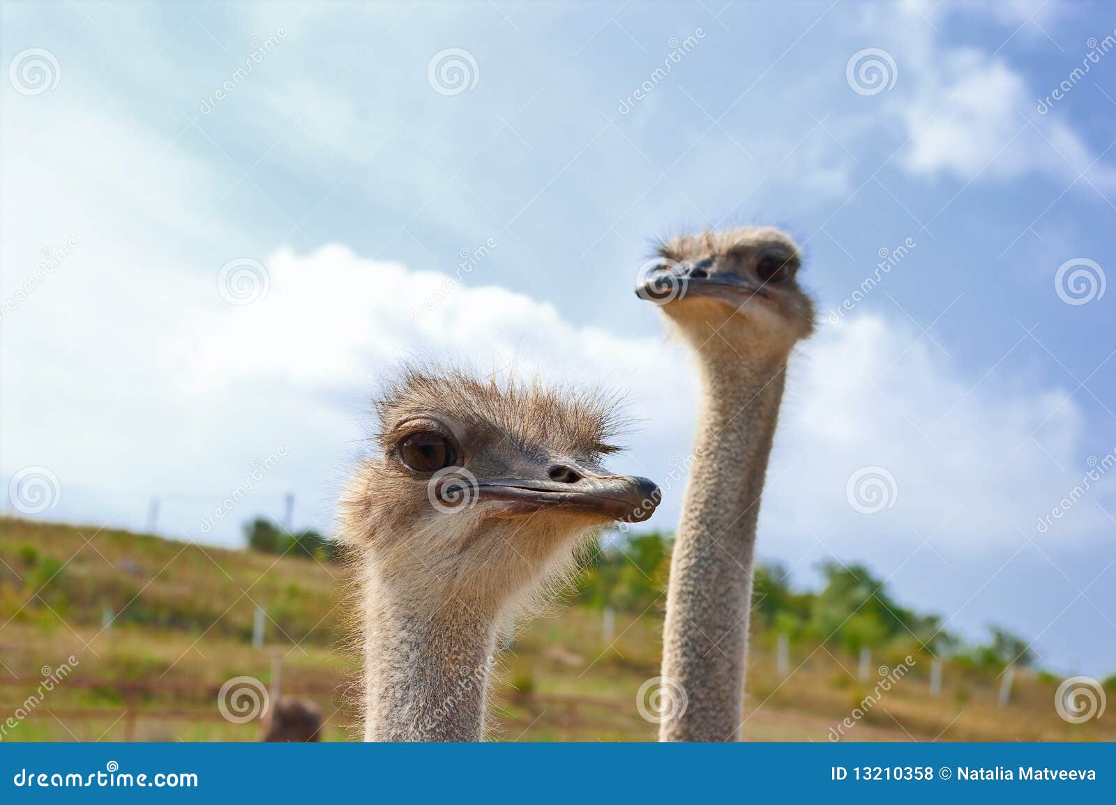 Duas avestruzes foto de stock. Imagem de olhar, cara - 13210358