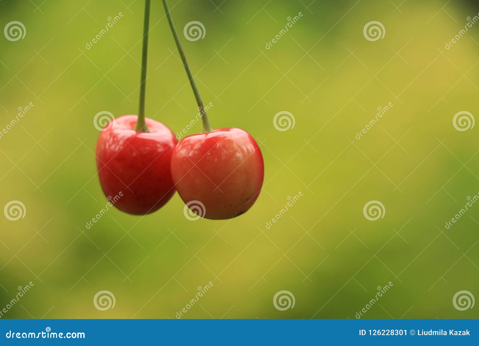 Duas cerejas cor-de-rosa imagem de stock. Imagem de macro - 126228301