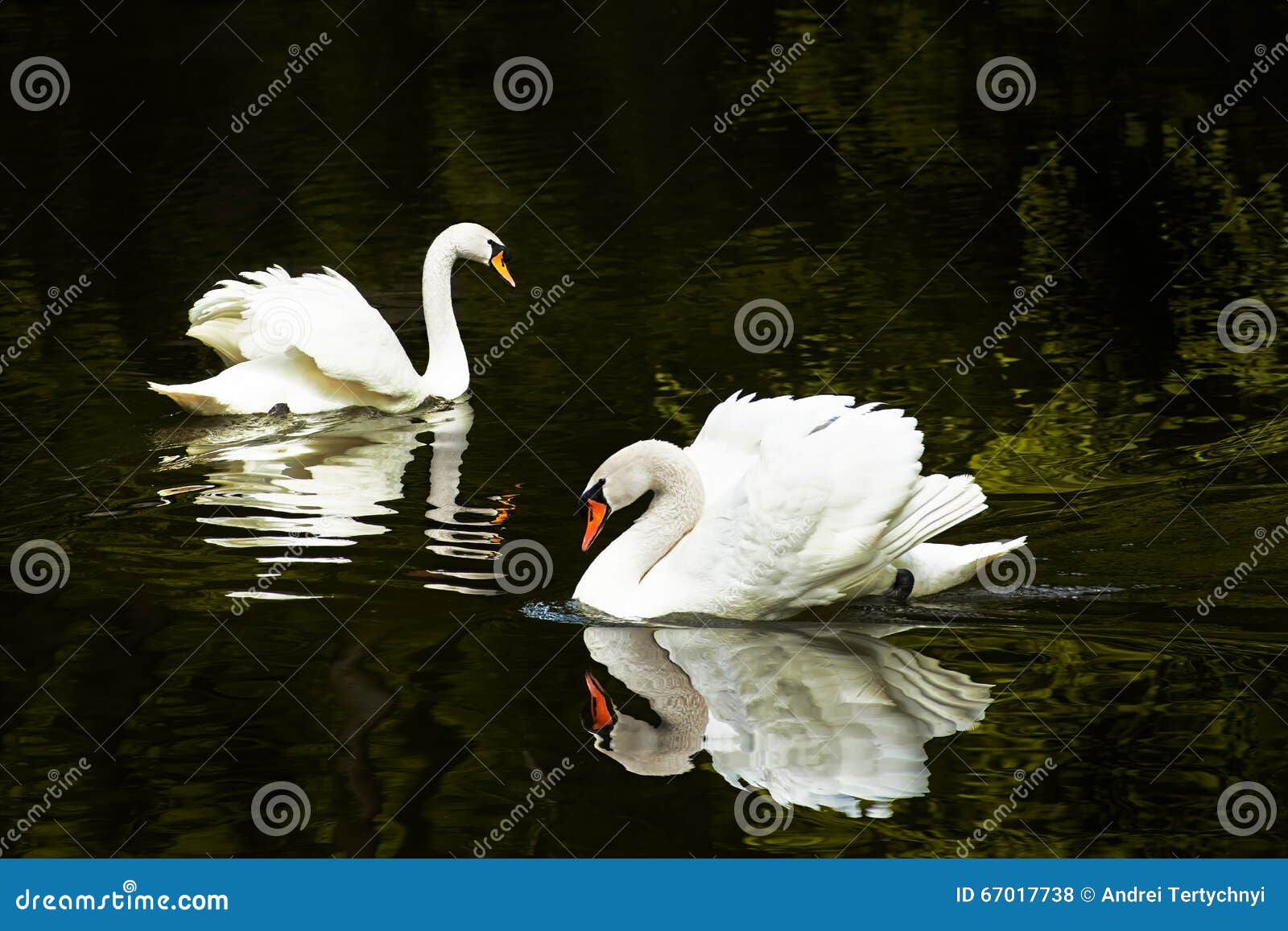 Duas cisnes no lago foto de stock. Imagem de beleza, encanto - 67017738
