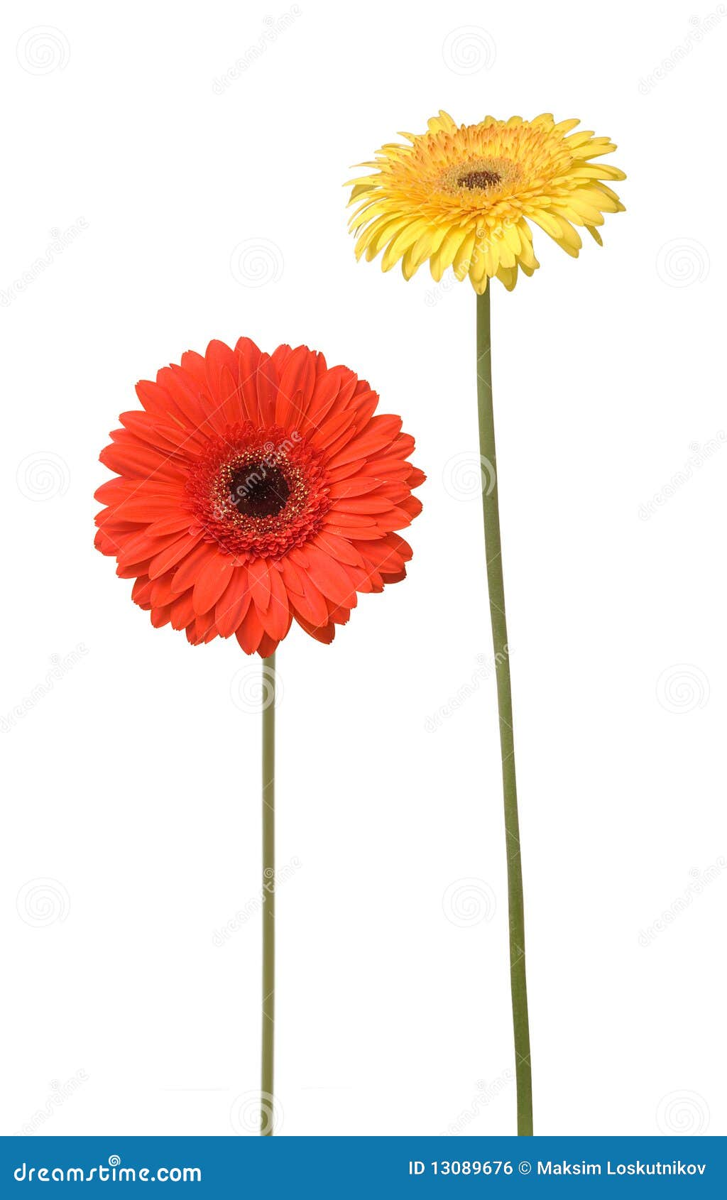 Duas flores foto de stock. Imagem de detalhe, buquê, imagem - 13089676