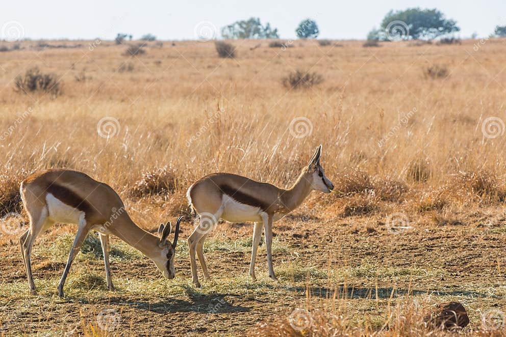 Duas gazelas foto de stock. Imagem de naughty, imagens - 37246582
