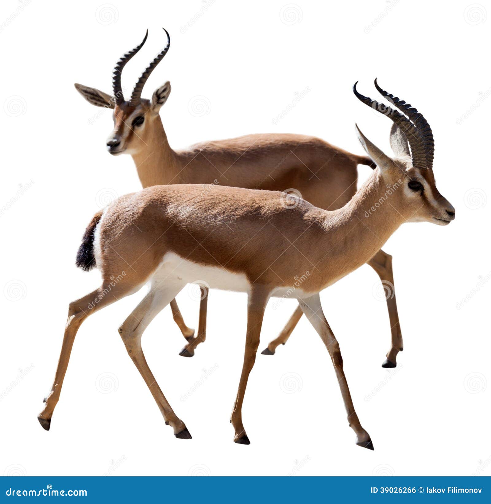 Duas Gazelas De Dorcas. Isolado No Branco Foto de Stock - Imagem de ...