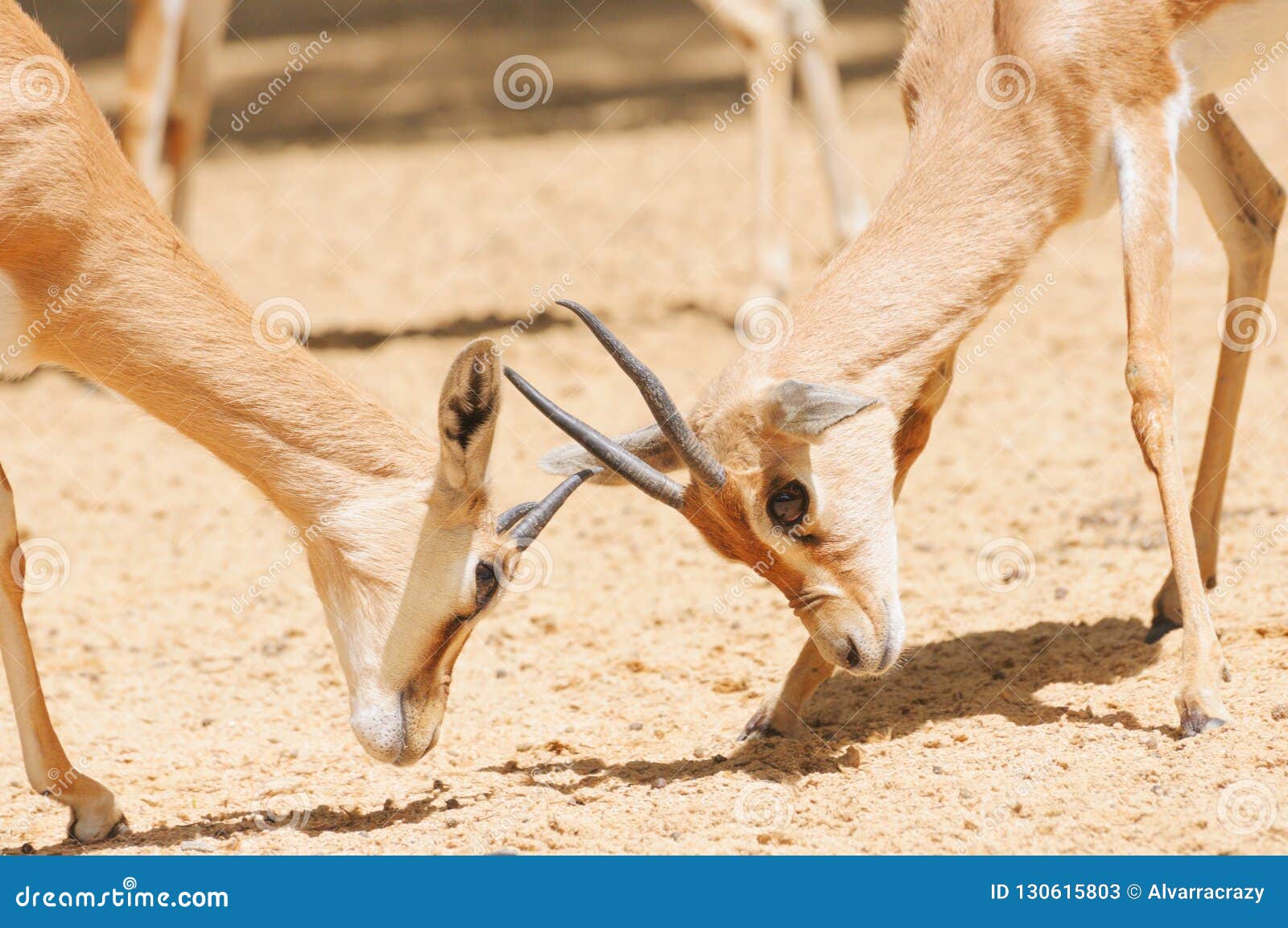 Duas Gazelas Que Lutam Na Areia Imagem de Stock - Imagem de africano ...