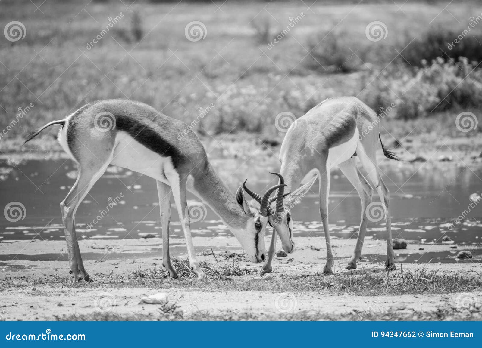 Duas Gazelas Que Lutam No Kalagadi Foto de Stock - Imagem de fauna ...
