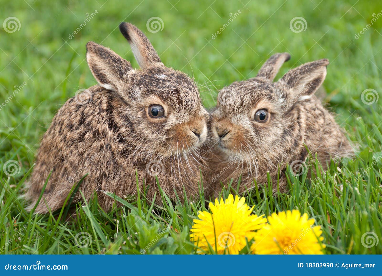 Duas lebres pequenas foto de stock. Imagem de nave, wildlife - 18303990