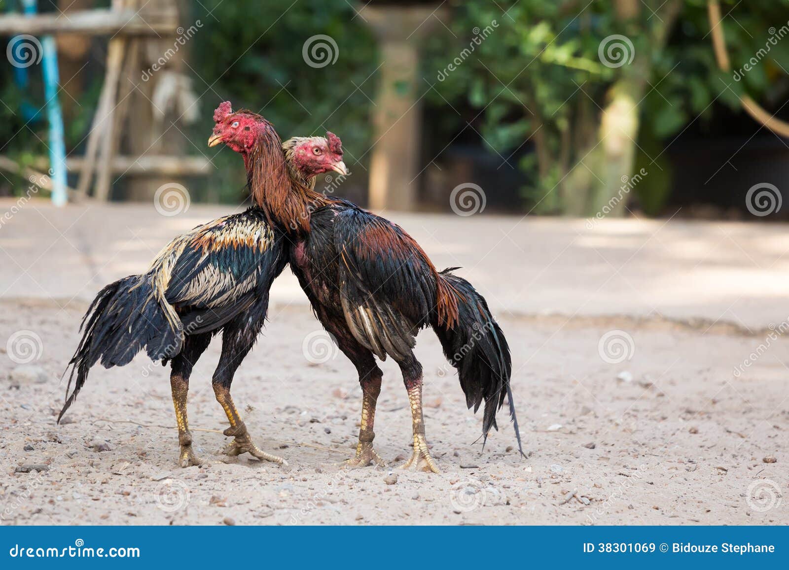 Duas Lutas Dos Galos Ou Dos Galos Imagem de Stock - Imagem de treinado ...