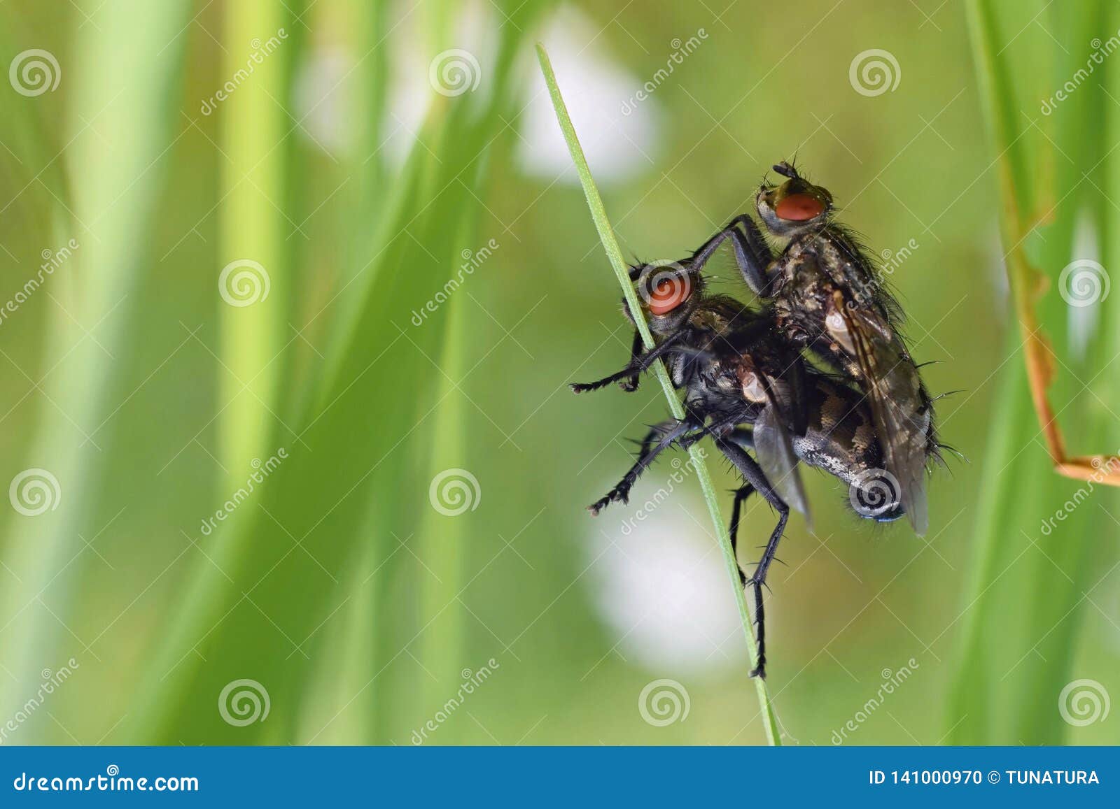 Duas Moscas Copulating Na Grama Foto de Stock - Imagem de naughty, mola ...