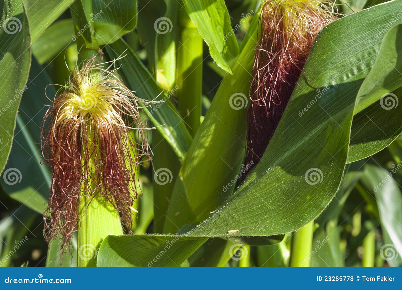 Duas Orelhas De Milho Na Haste No Campo Foto de Stock - Imagem de ...