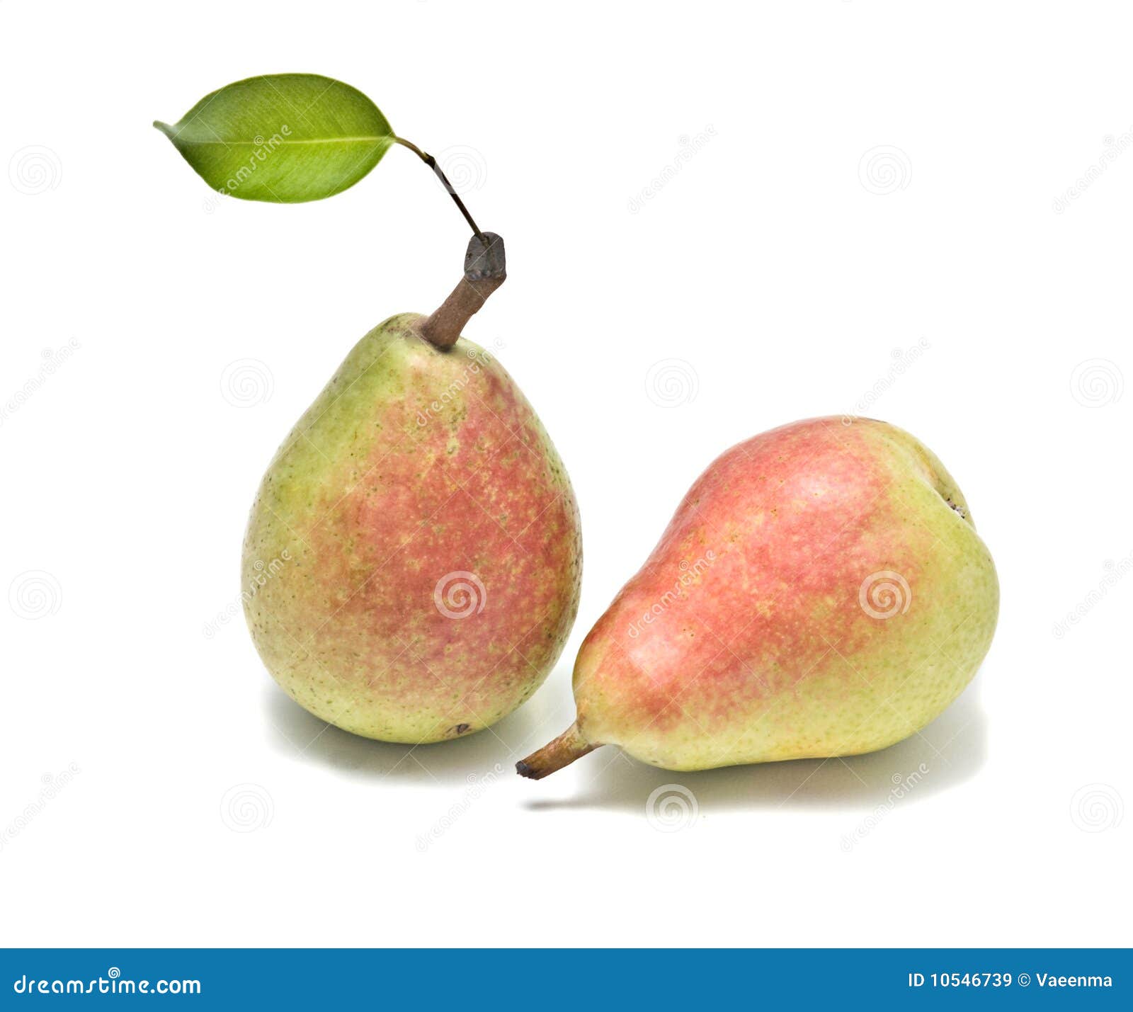 Duas peras imagem de stock. Imagem de suculento, fruta - 10546739