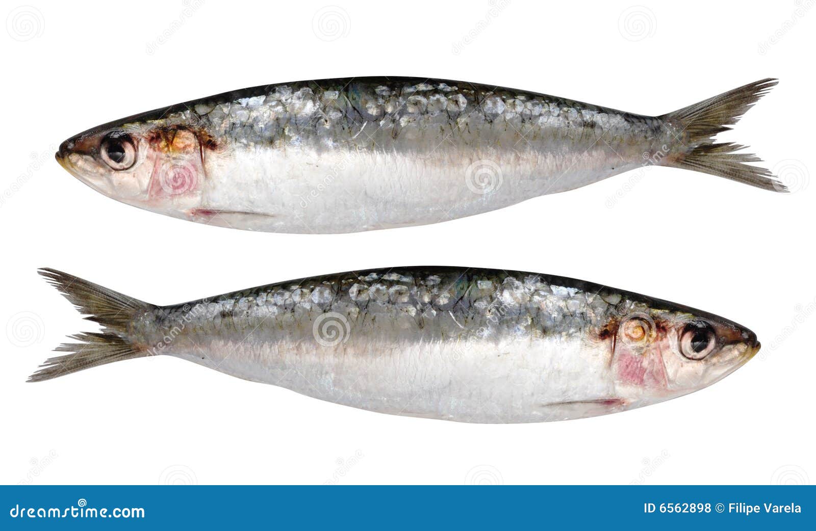 Duas Sardinhas Frescas Isoladas Foto de Stock - Imagem de alimento ...