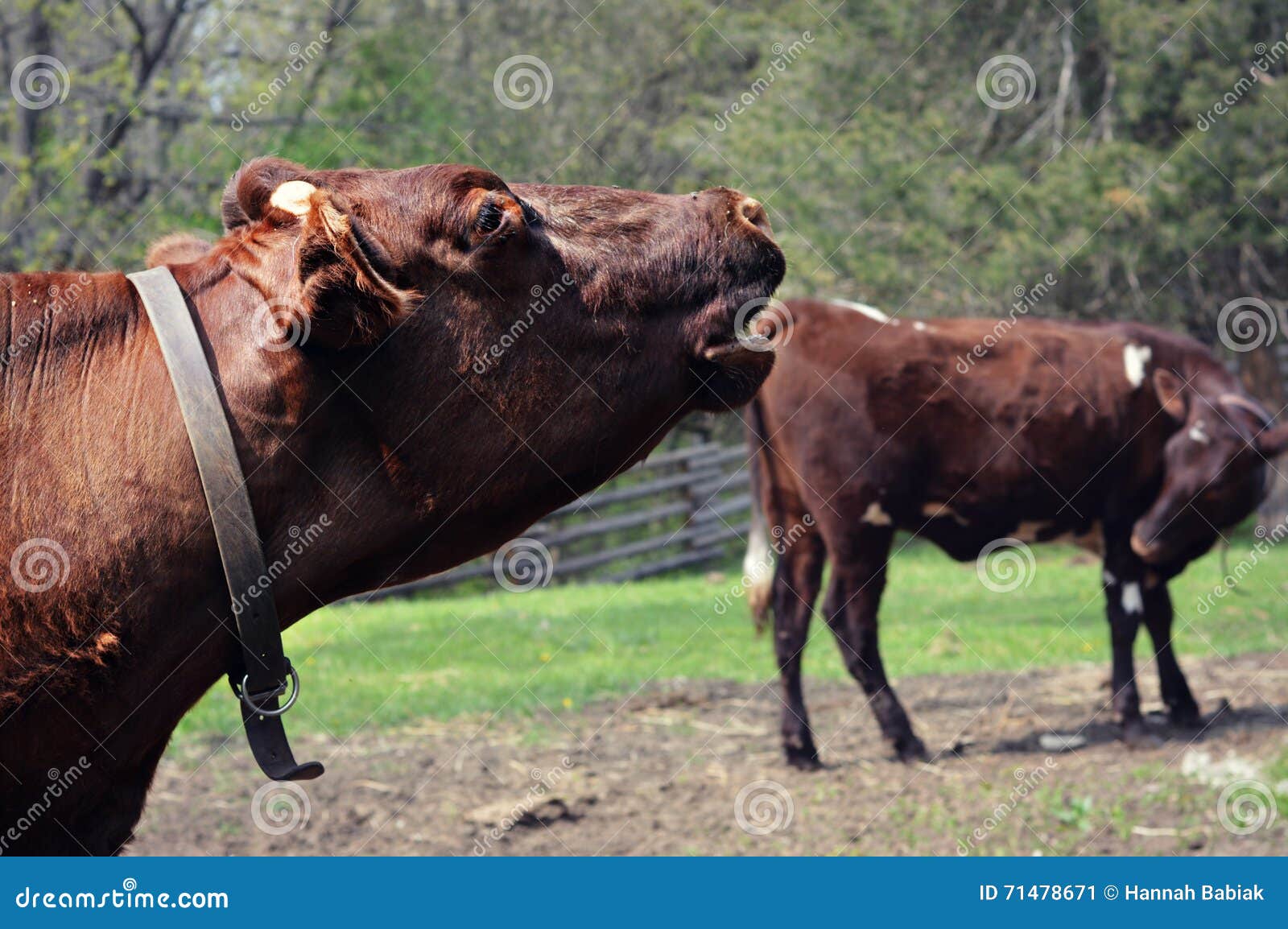 imagens de stock Duas Vacas - Baixe 1,992 Royalty Free