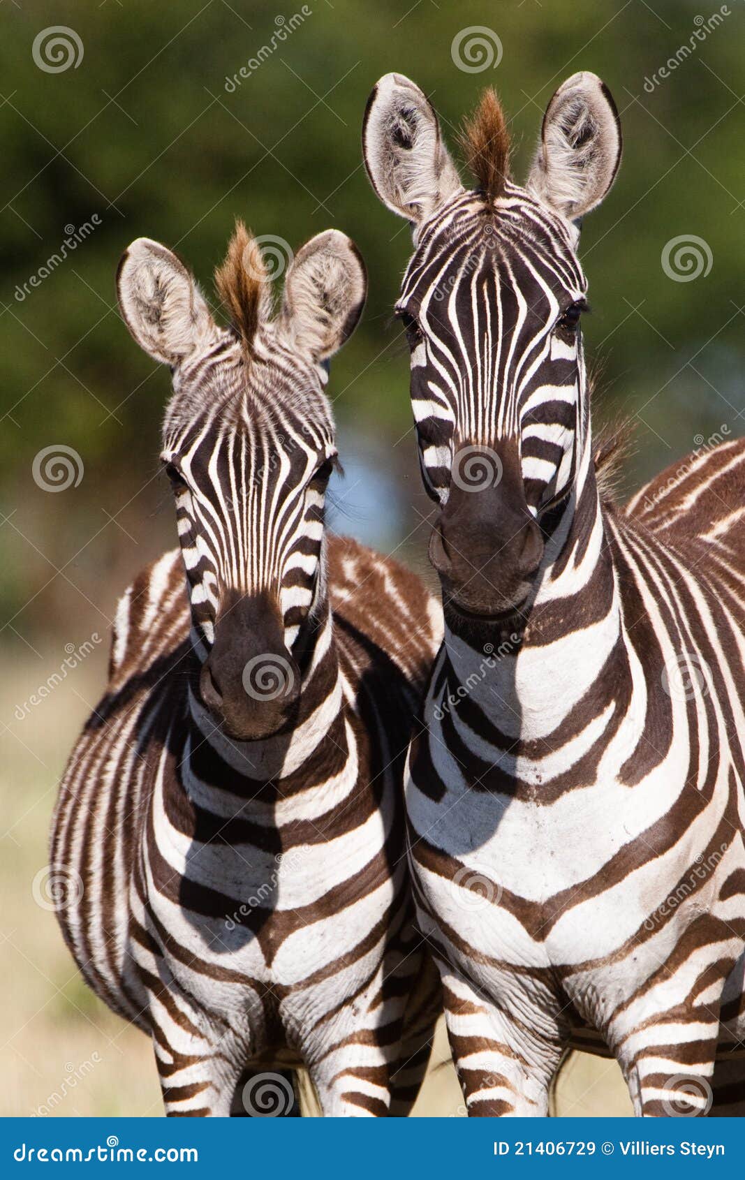 Duas zebras imagem de stock. Imagem de revestimento, orelhas - 21406729