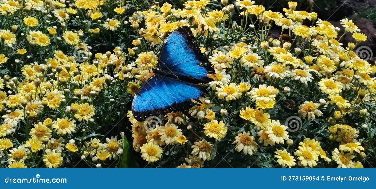 Dubai Butterfly Garden Butterfly Blue Color Editorial Stock Image ...