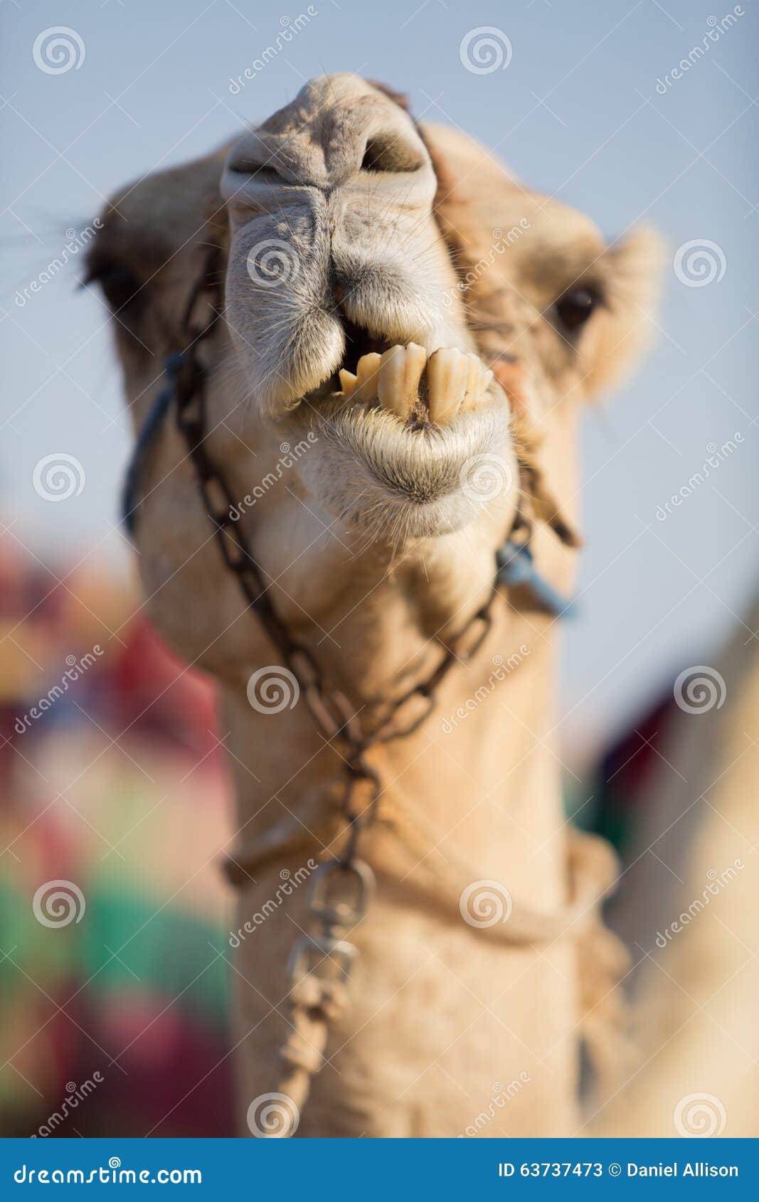 Dubai Camel Club Camel Chewing Food Stock Image - Image of colourful ...