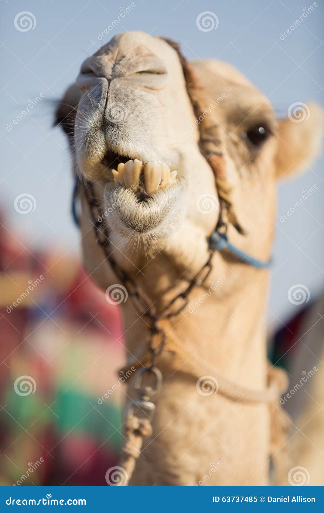 Dubai Camel Club Camel Chewing Food Stock Image - Image of camel ...