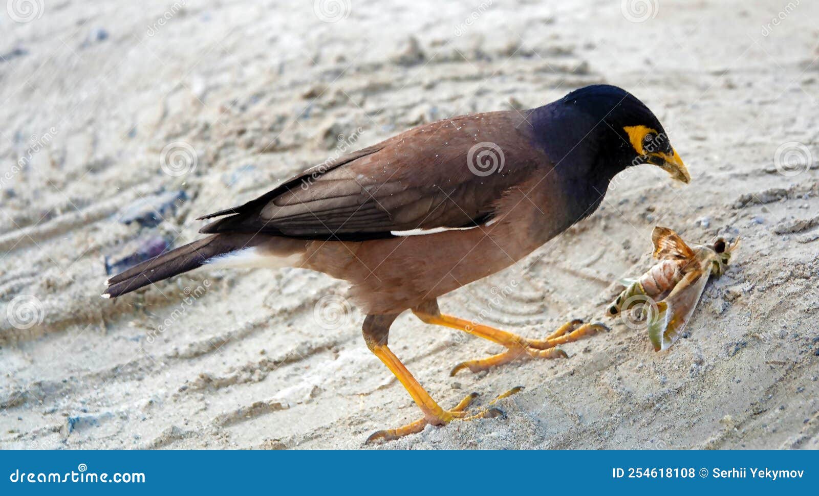 Dubai common lane stock photo. Image of tourists, emirates - 254618108