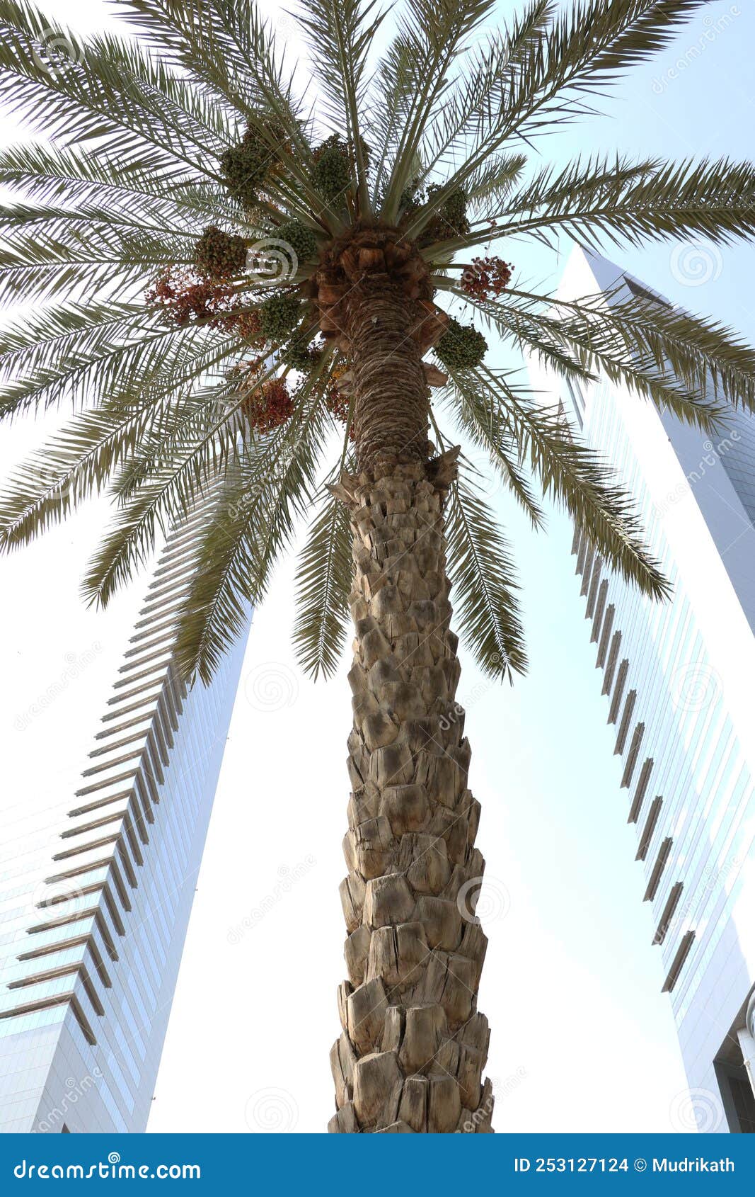 Dubai Emirates Tower View Behind Trees Stock Photo - Image of dubai ...