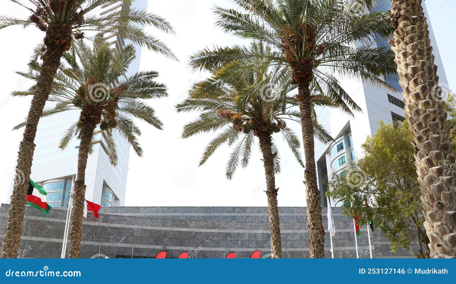 Dubai Emirates Tower View Behind Trees Stock Photo - Image of trees ...