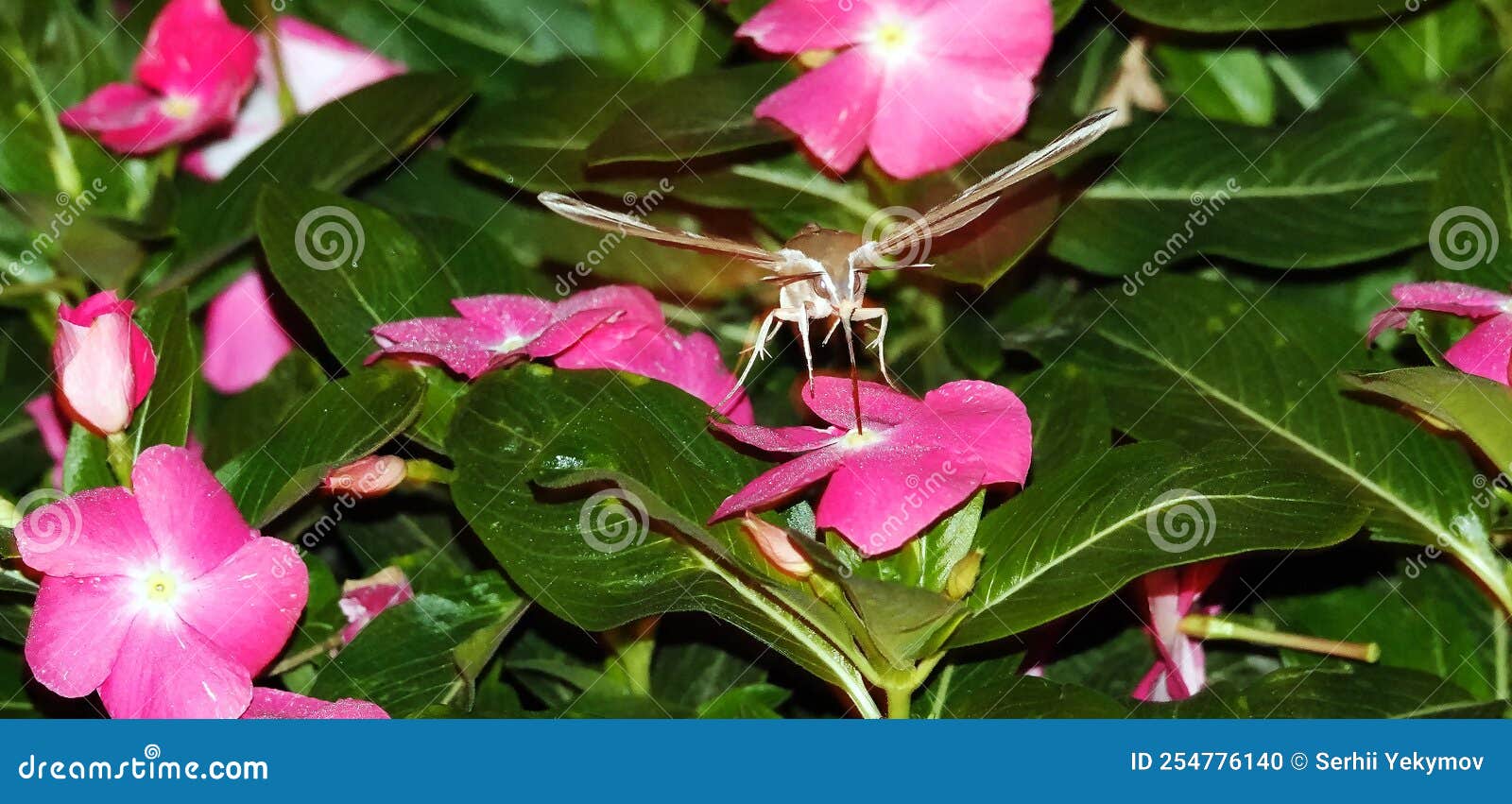 Dubai Night Butterfly stock photo. Image of hunts, waves - 254776140