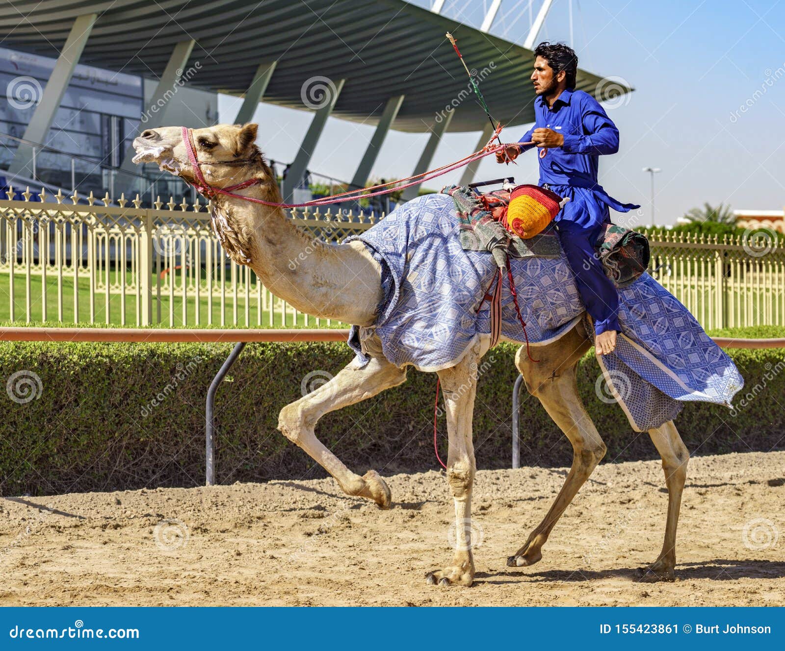 Man Runs Camel during Training for Races Editorial Photo - Image of ...