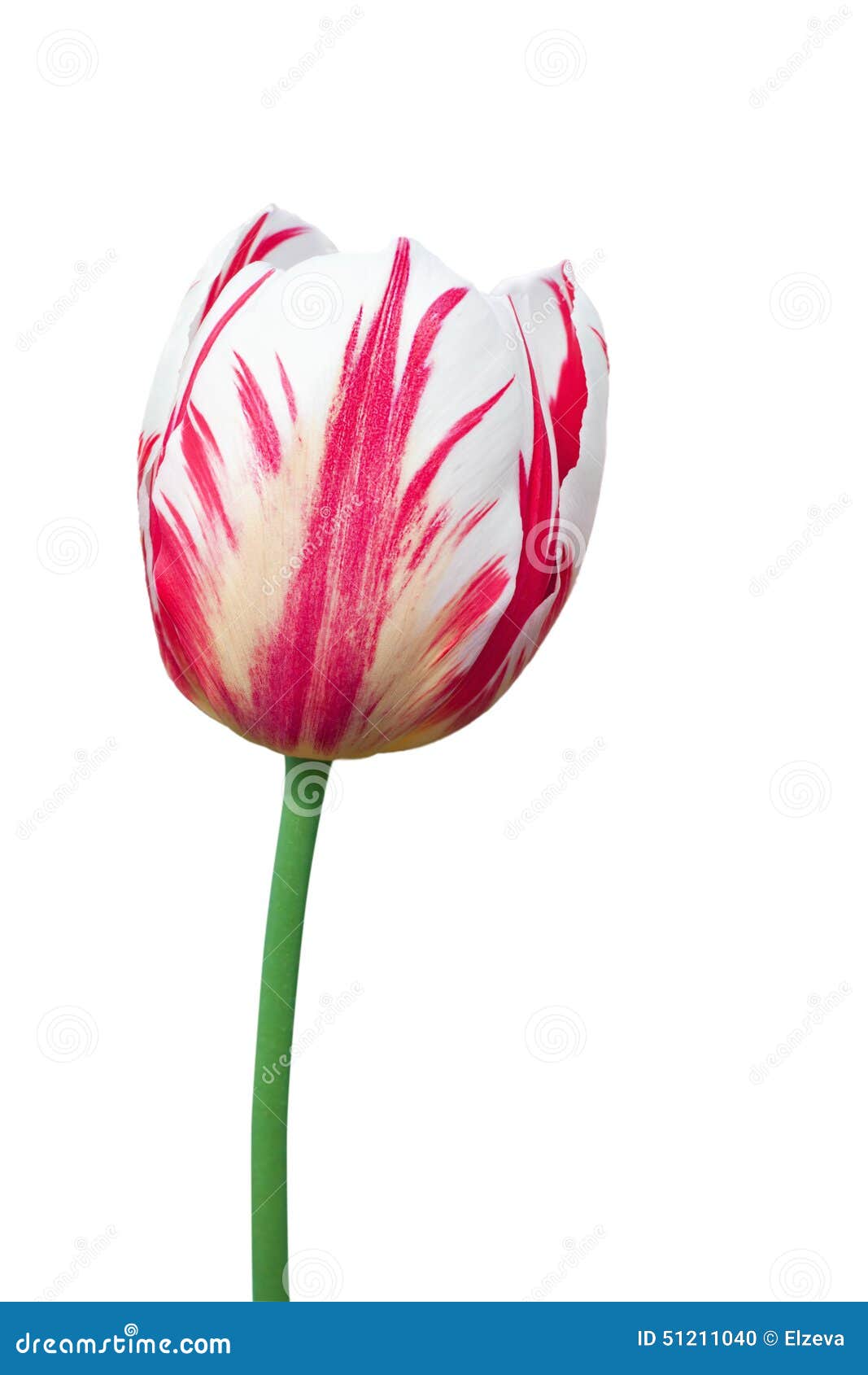 Dubbele Gekleurde Rood-witte Tulp Op Een Wit Stock Foto - Image of ...