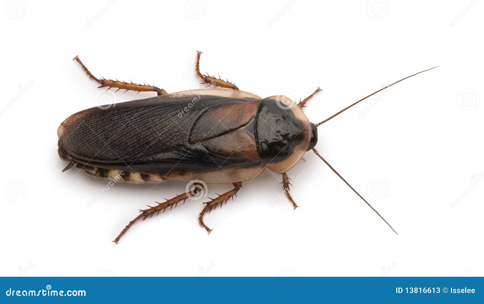 Dubia Cockroach, Blaptica Dubia Stock Image - Image of length, studio ...