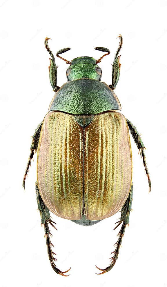 Dubia del Anomala imagen de archivo. Imagen de alto, estudio - 18201717