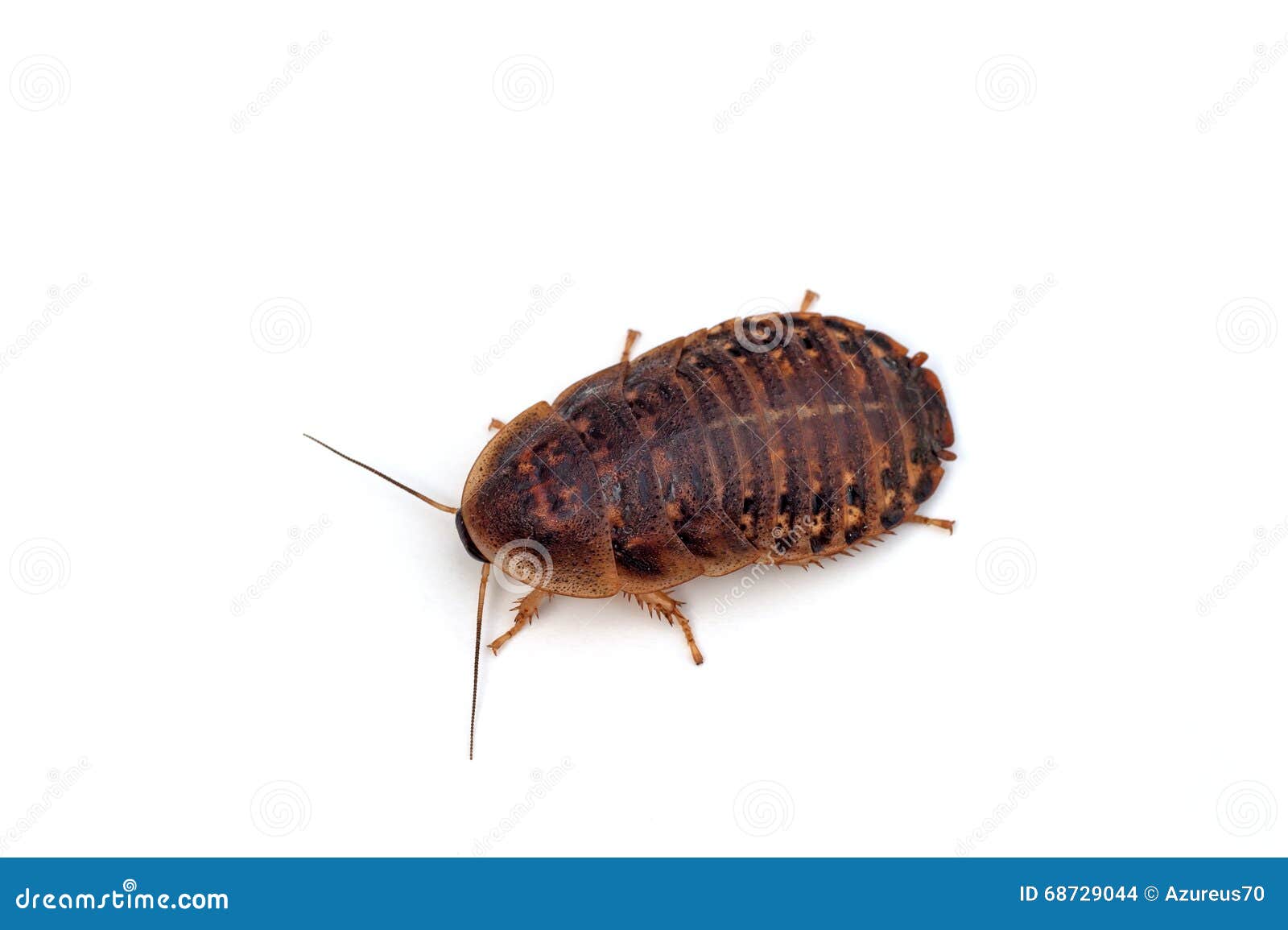 Dubia roach stock photo. Image of argentinian, insect - 68729044