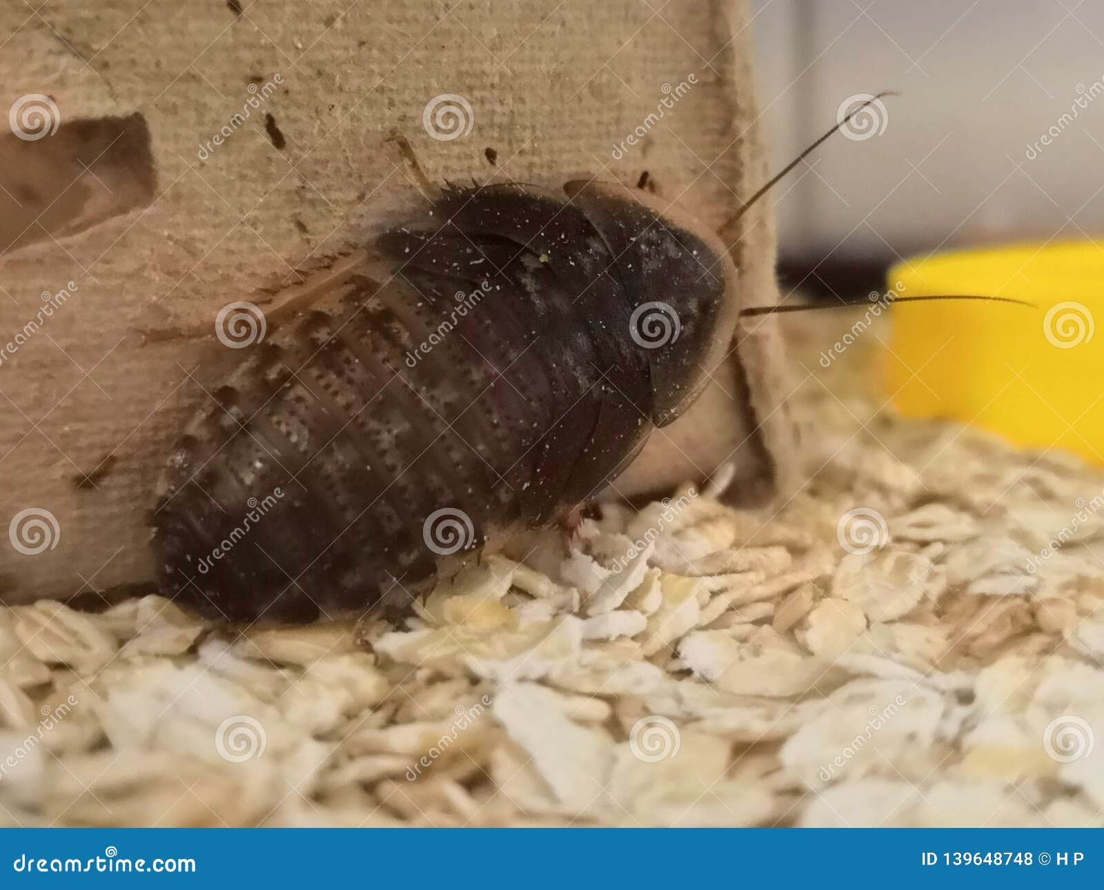 Dubia Roach stock photo. Image of animal, insects, animals - 139648748