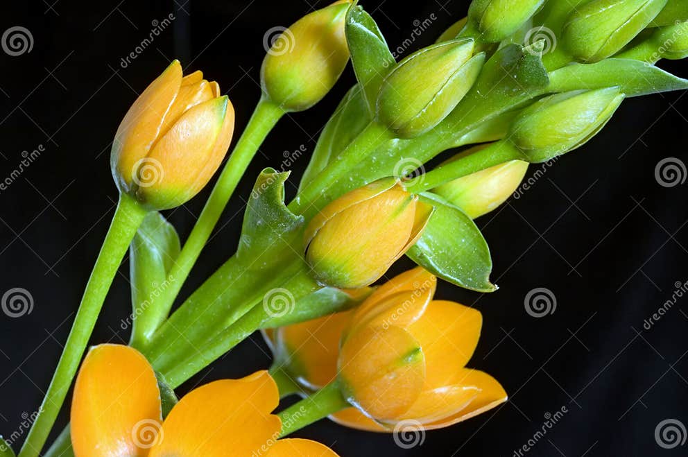 Dubium plant and flower stock photo. Image of colour, coloured - 5576518
