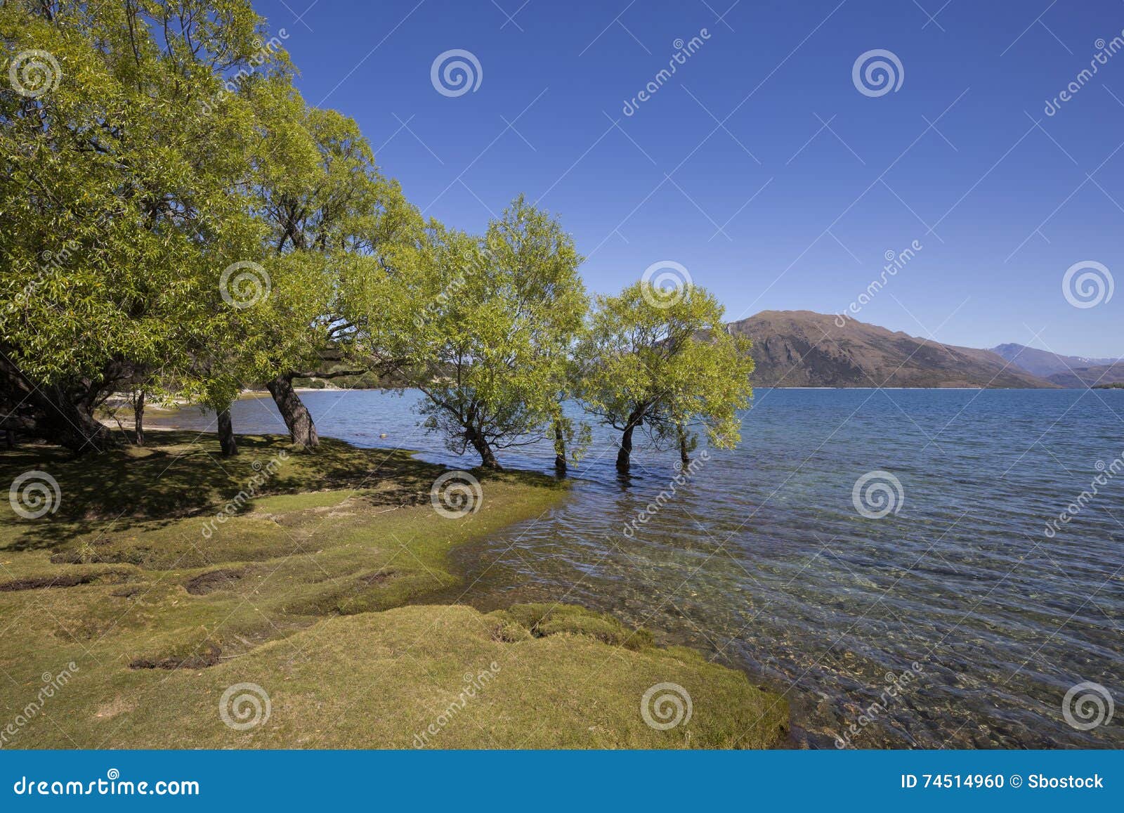 Dublin Bay, Lago Wanaka, NZ Fotografia Stock - Immagine di turismo ...